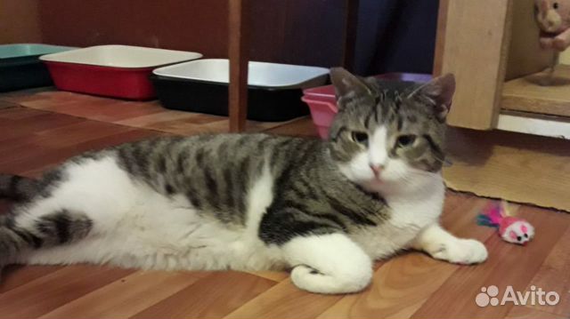 Кот Котик Гоша