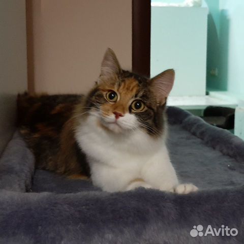 Котенок Сафи ищет дом