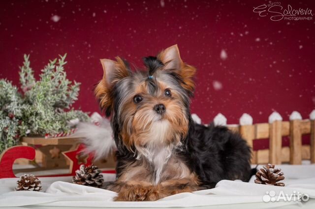 Яркий мальчик, цветные йорки