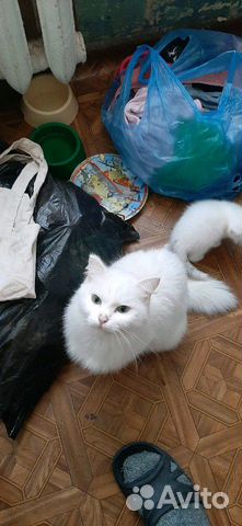 Отдам Сибирячку в добрые руки