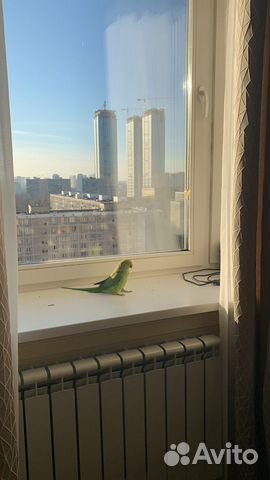 Отдам попугая