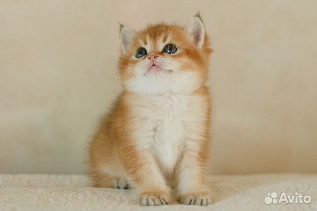 Золотой котик Лёва