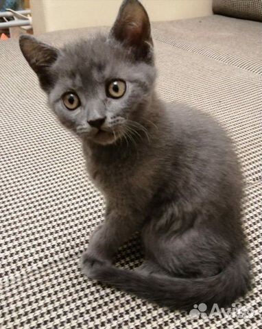 Домашние котятки от спасенной кошки