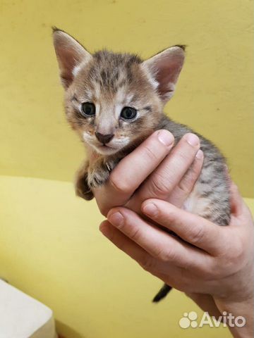 Котик чаузи ф1