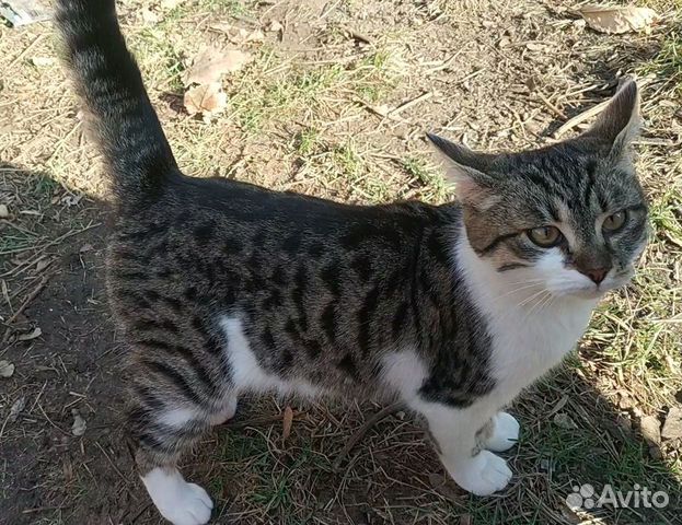 Отдам милых очаровательных котят девочек мальчиков