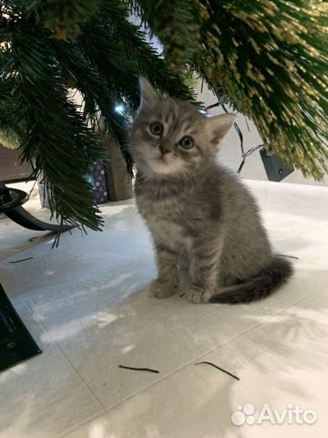 Тот самый новогодний подарок