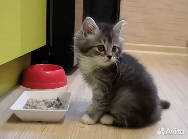 Котенок мальчик метис 2 месяца