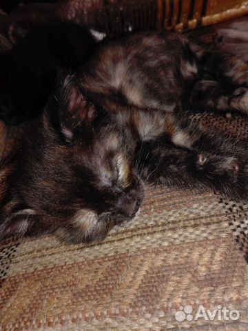 Отдаю котяток