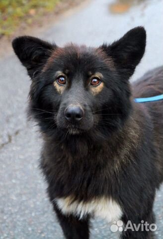 Милаша 2 года 45-50 см