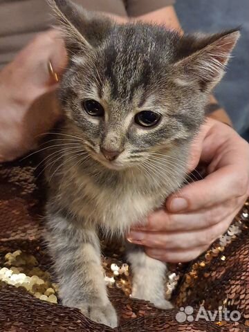 Котенок - отличный подарок ребёнку на нг