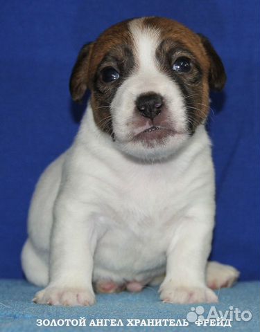 Великолепные щенки джекрассел терьера