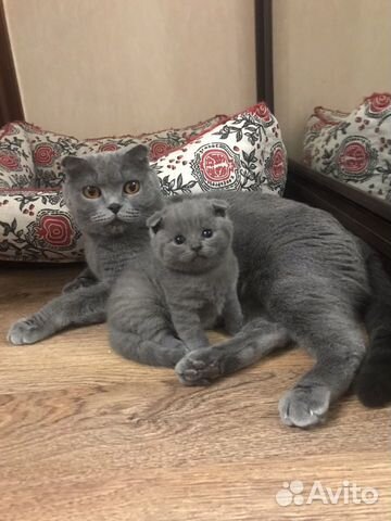 Шотландская вислоухая кошечка