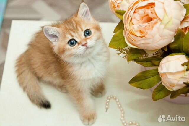 Яркий золотой котик Лёва