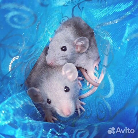 Крысятки дамбо