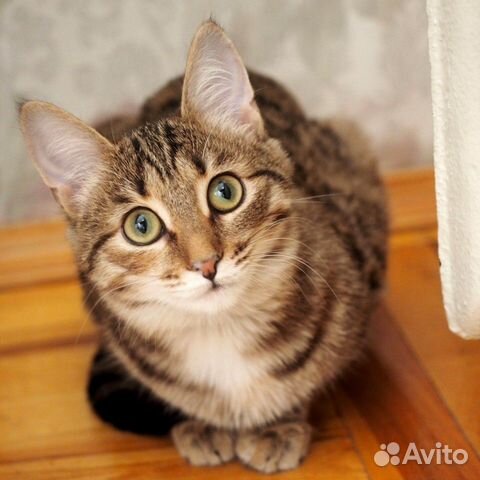 Красивая стерилизованная кошечка 9 мес