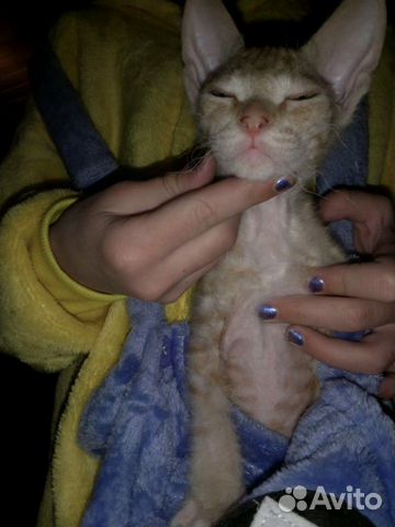 Девон-рекс мальчик