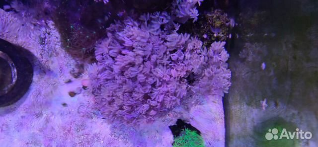 Коралл Ксения