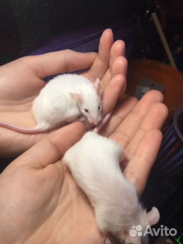 Кормовые мыши