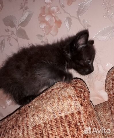 Котенок девочка