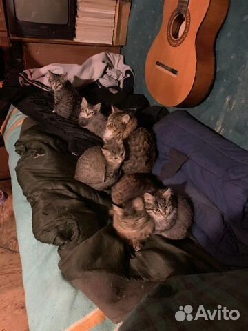 Кошечки коты катята кошки