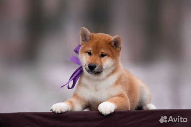 Очень красивый,породный щенок шиба