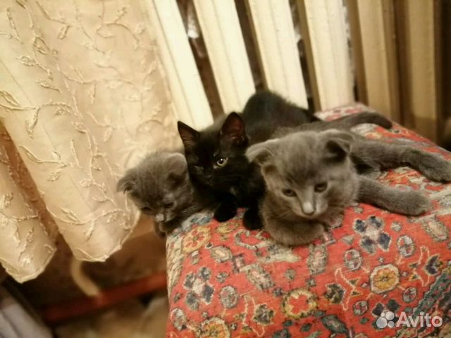 Шотландские вислоухие котята (помесь)