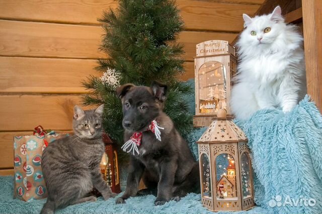 Щенок 3 мес Чага привита. стерилизована, привезём