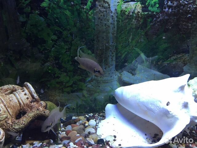 Пара принцесс бурунди. Оз. Танганьика