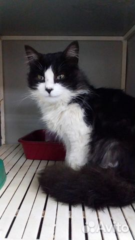 Отличный парень Яша из приюта