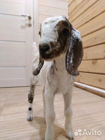 Нубийская козочка