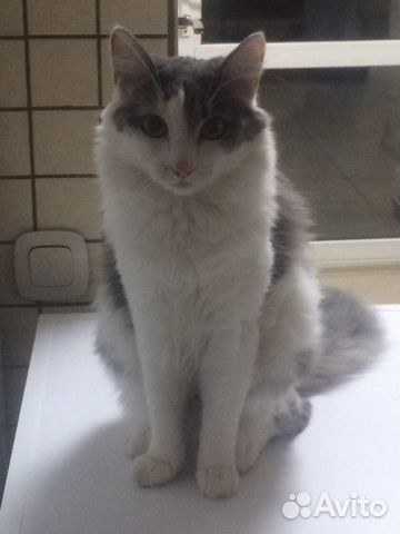 Кот Мурзик ждёт своих хозяев