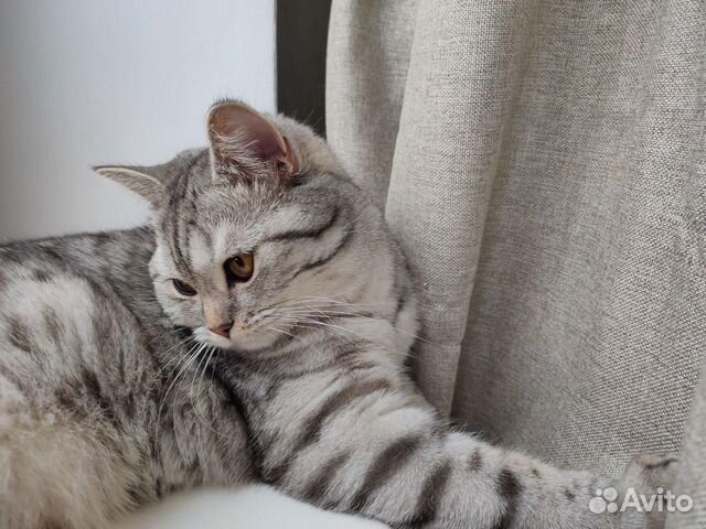 Кошечка ищёт кота для вязки