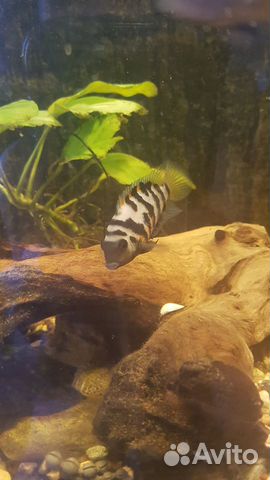 Семья цихлид, взрослая пара +4 подростка