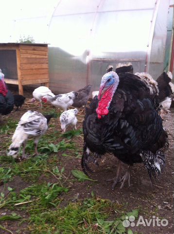 Индюк обмен