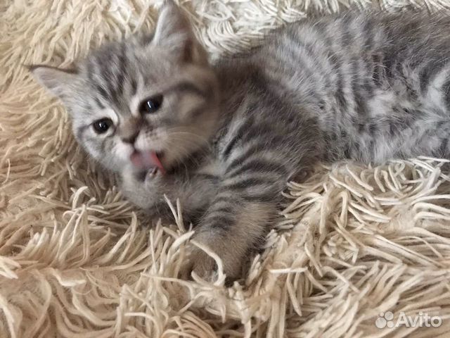 Британская кошечка