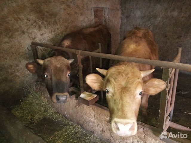 Продам 2 быка