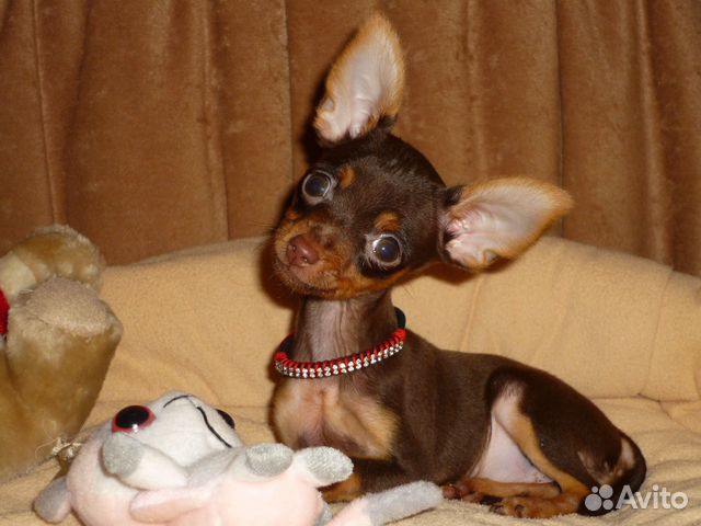 Маленький кусочек счастья