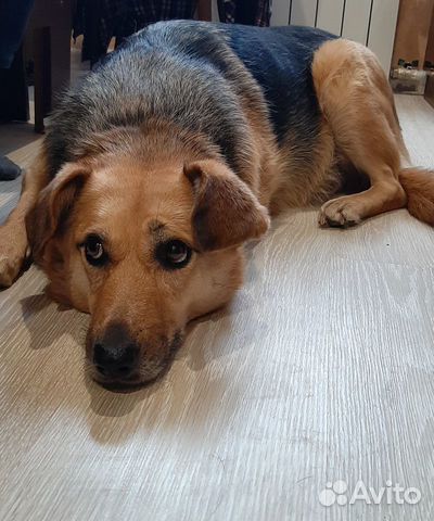 Лара ищет дом, собака в дар (видео внутри)