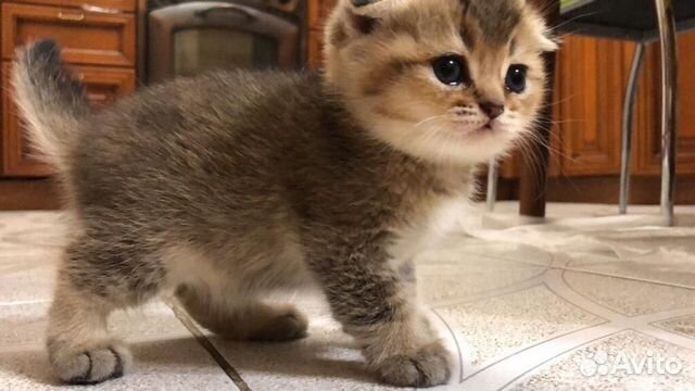 Котятки шотландцы