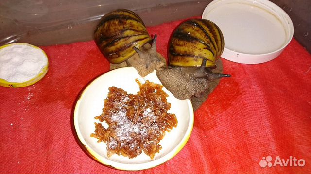 Улитки архахатины