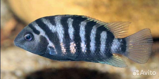 Рыбы чернополосая цихлида