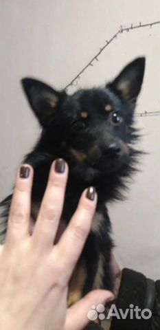 Пёсик маленький мальчик мини 1 год