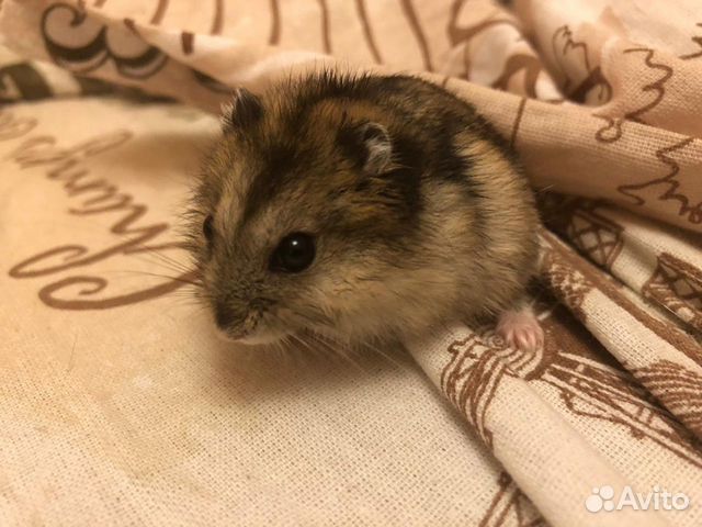 Джунгарский хомяк