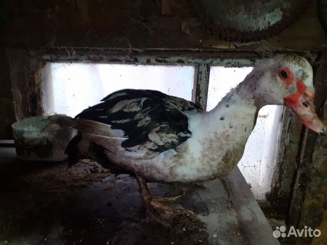 Селезень индоутки