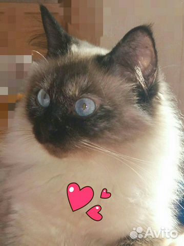 Кошка на вязку