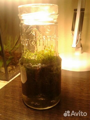 Обменяю яванский мох