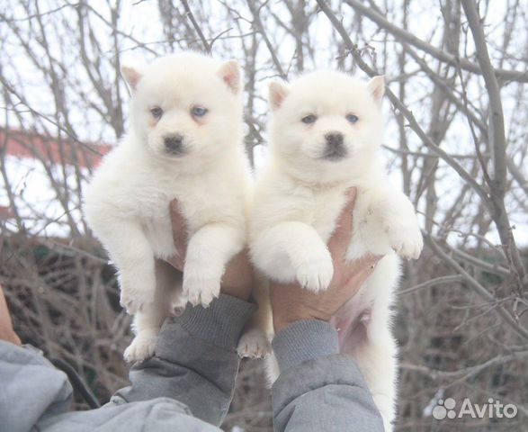 Хаски голубоглазки