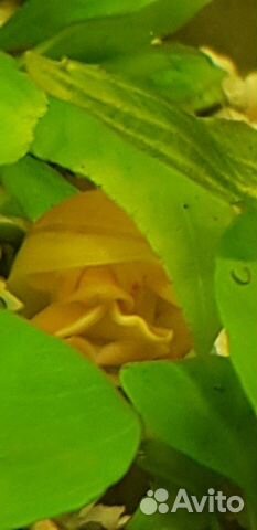 Красивые улитки