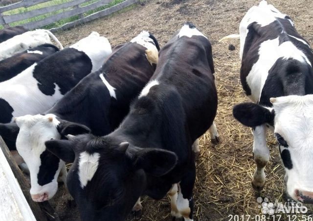 Продажа Телят и телок