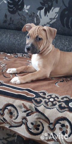 Ам.стаффики